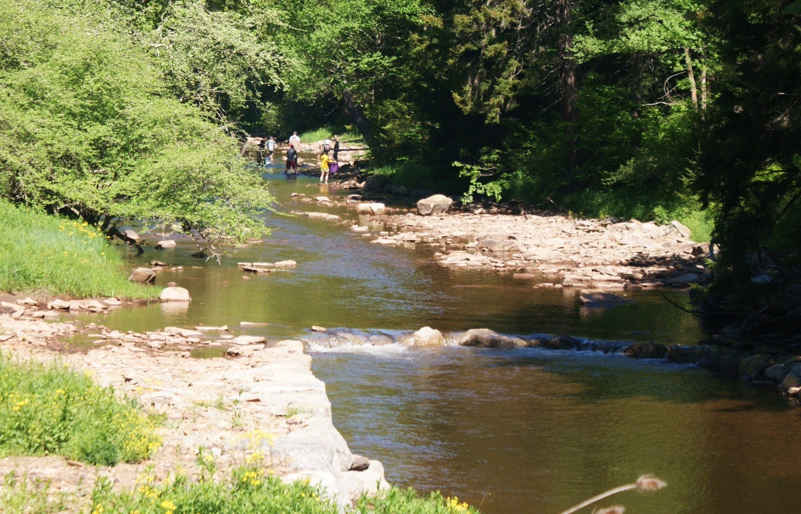 The Search for Native Salmonids: West Virginia Trout Bummin - Back to ...