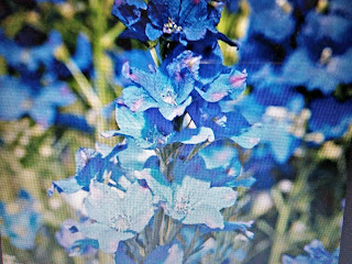 Fuziah Sulaiman blog: Jom kenali Flora Pokok BUNGA INTAN BIRU - Blue ...