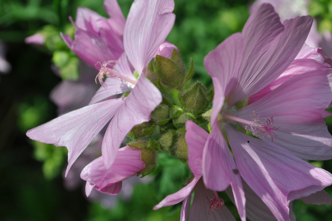 Ingas tankställe: Sommarvärme och Bolmenbad
