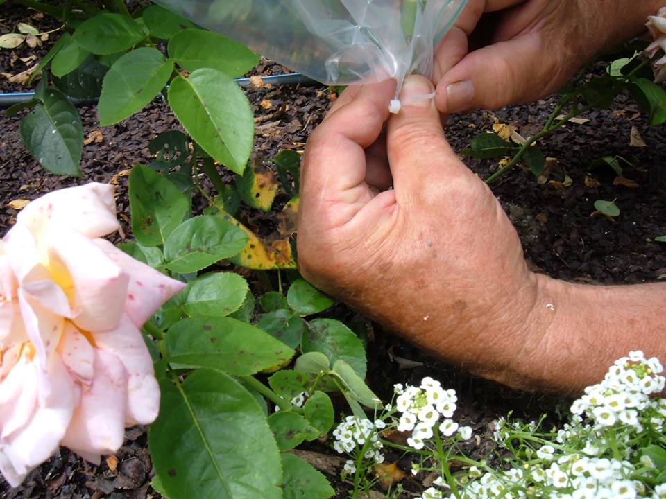 The Minnesota Rose Gardener: Propagating Roses by Air Layering- North ...
