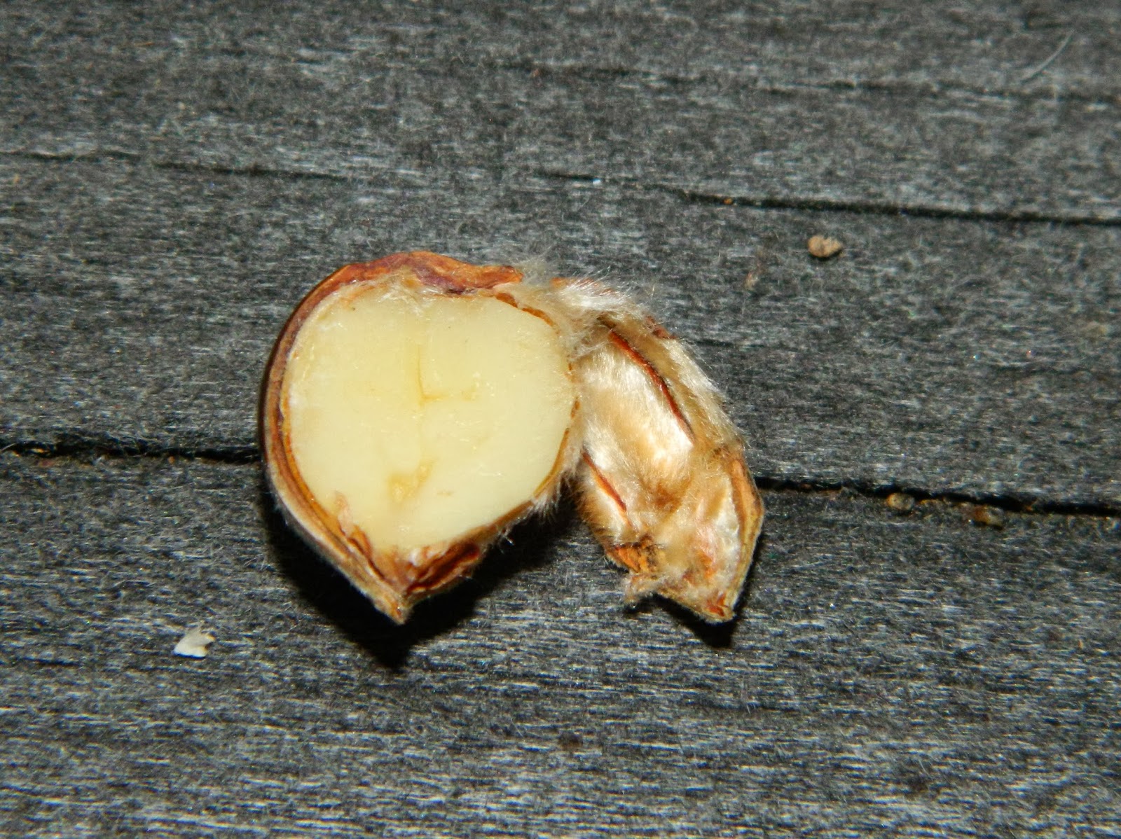 Lise's Log Cabin Life: Chinkapin