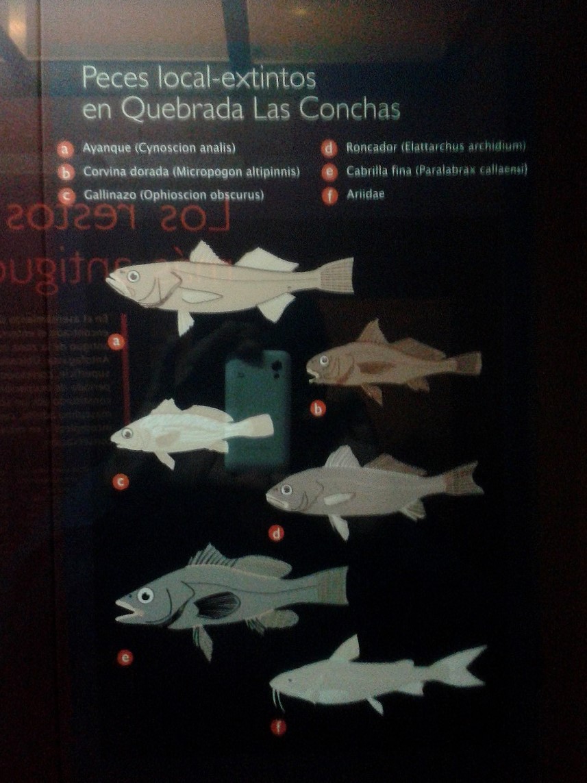 Caminantes del Desierto: LOS PECES EXTINTOS DE ANTOFAGASTA