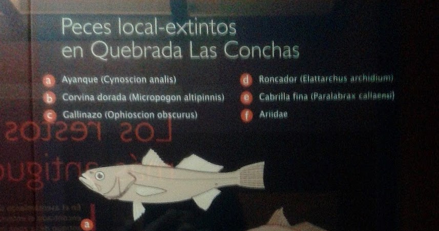 Caminantes del Desierto: LOS PECES EXTINTOS DE ANTOFAGASTA