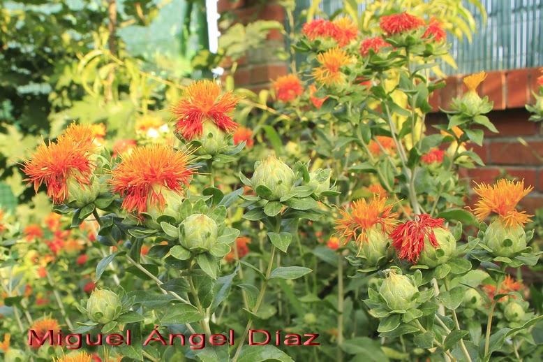 Cuaderno de Campo: Falso azafrán, alazor, cártamo (Carthamus tinctorius)