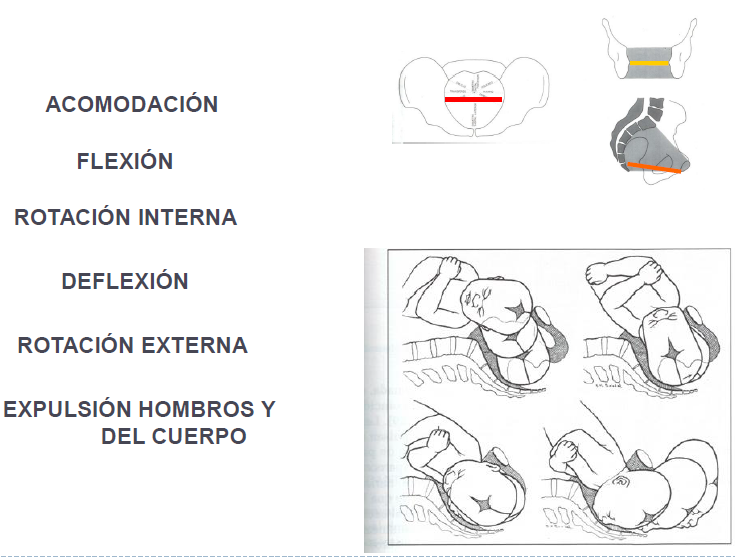Edublog Enfermería: El feto como objeto del parto