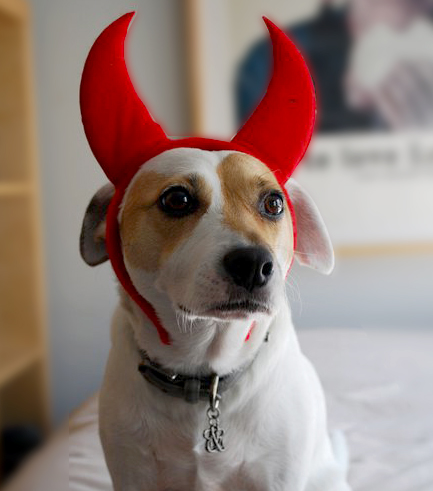 If It's Hip, It's Here (Archives): Dressing Up Dogs For Halloween Is ...
