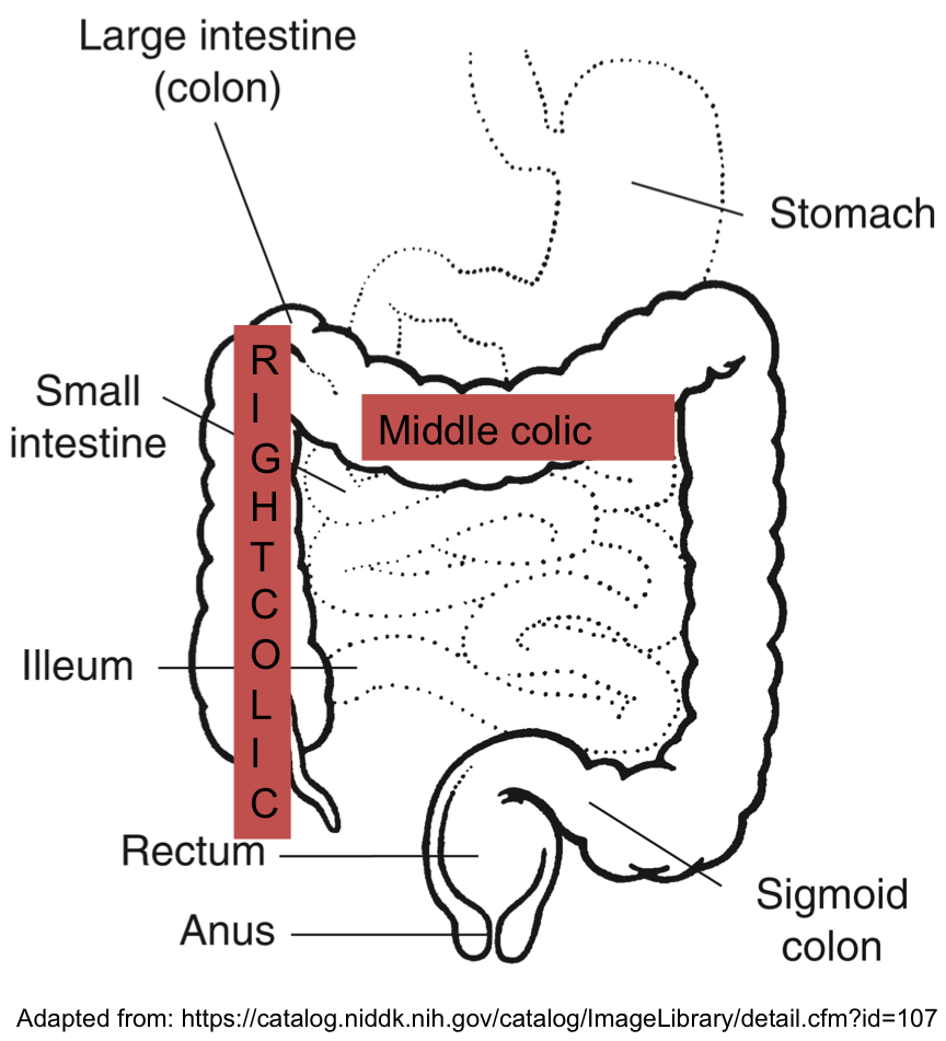 Superior Mesenteric Artery (and inferior....)