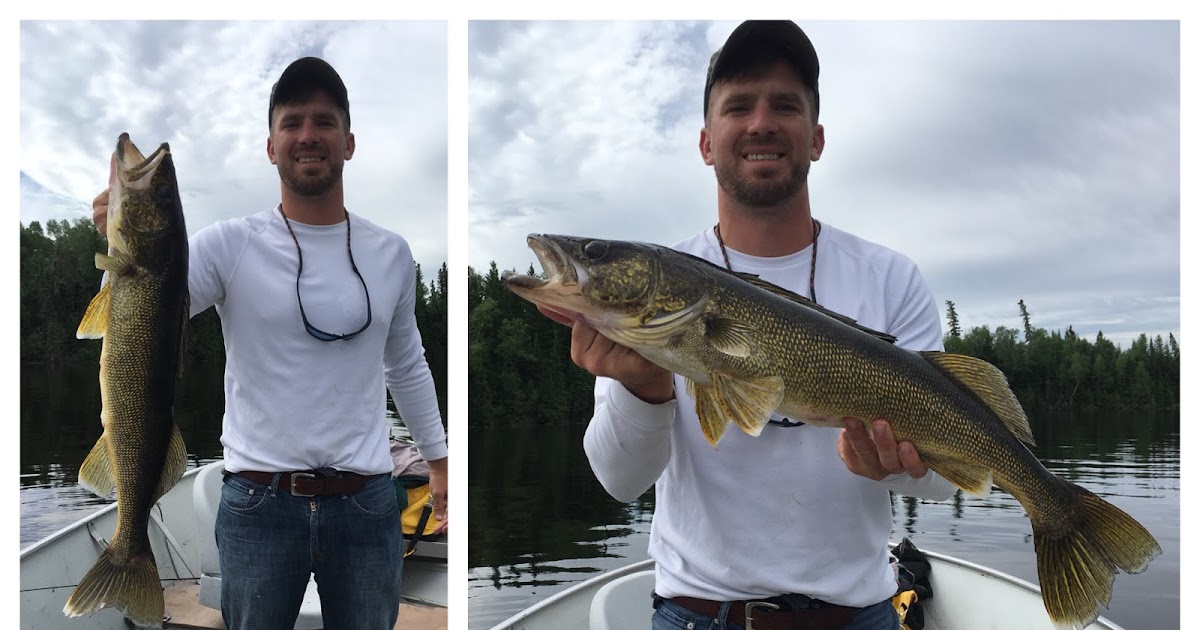 Black Bear Lodge Blog: 2018 Biggest Walleyes