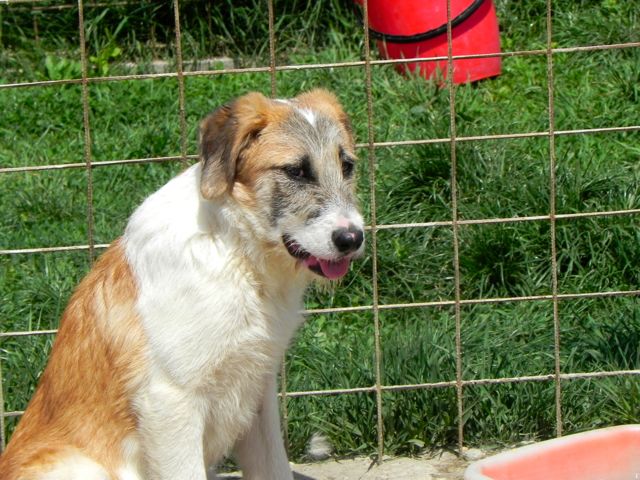 Puppies 7 months to 18 months - Adopt a Rescue Dog: Tobias- 7 Month ...