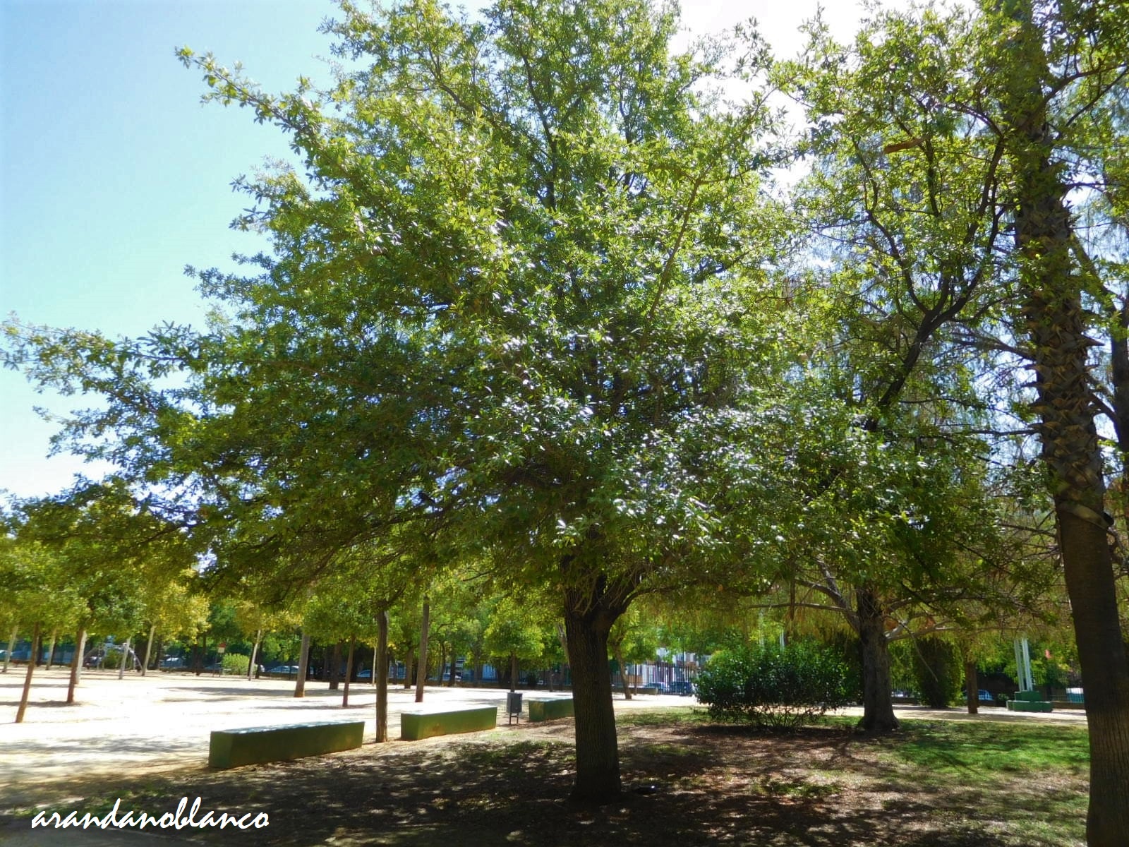 elarbolmiamigo-encinarosa: Quercus virginiana – Encina del Sur – Encino ...