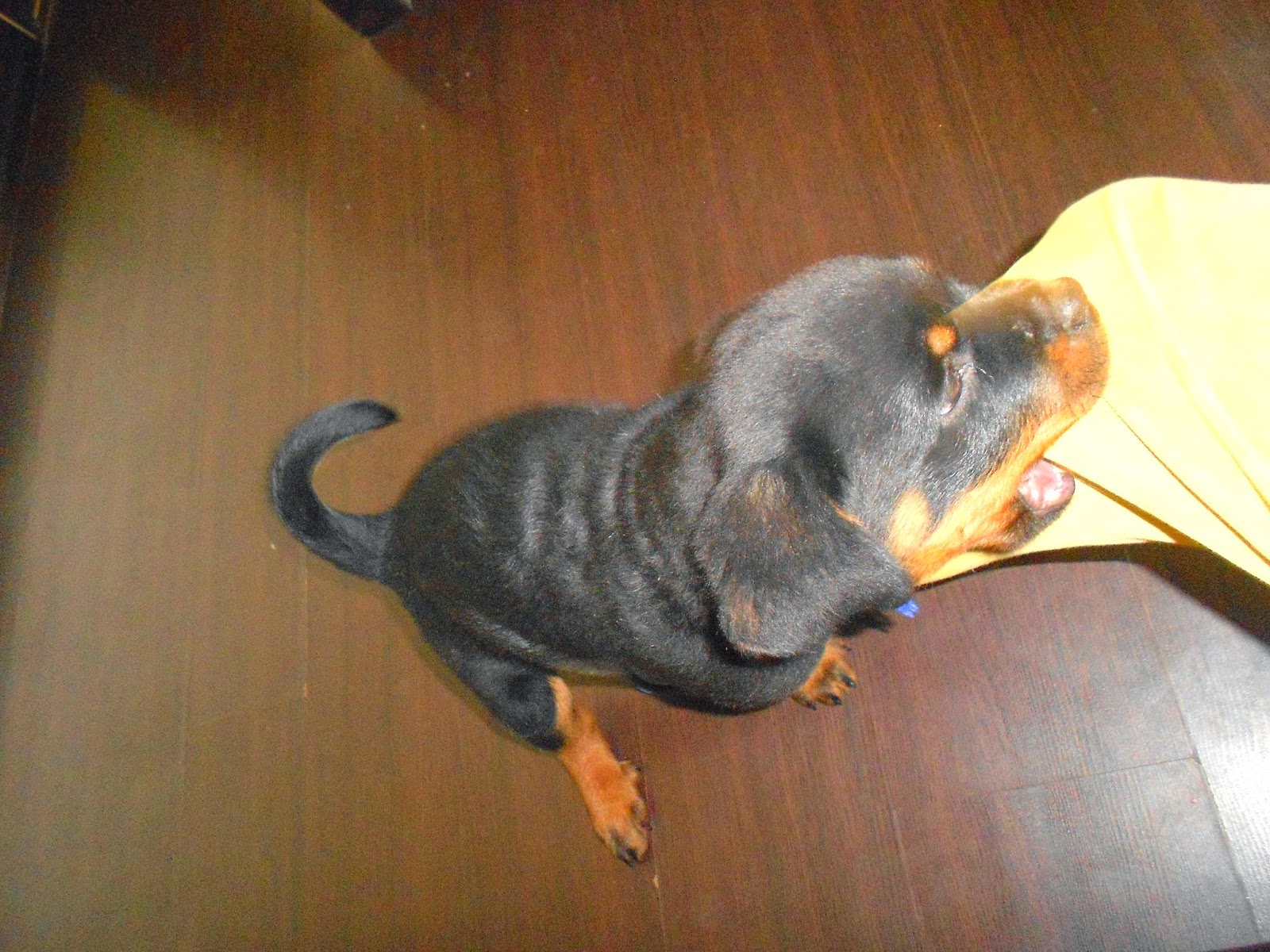 Leo - The Rottweiler: 10 Week Old Rottweiler Puppy