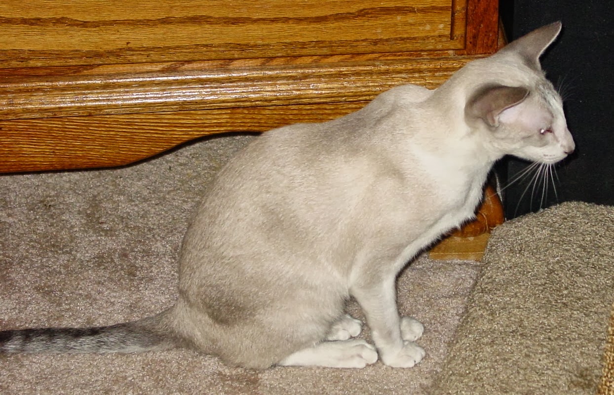 Oriental Shorthair at Monrovia Cattery