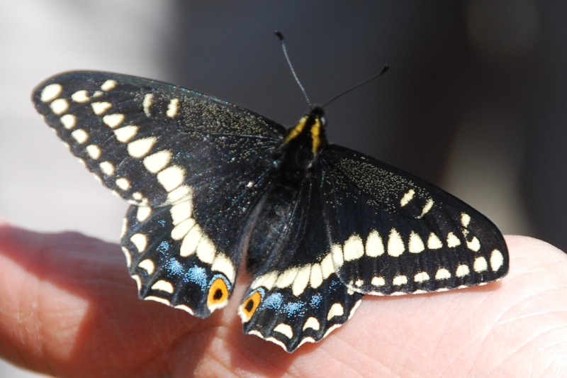 Northwest Butterflies: Species profile: Indra swallowtail