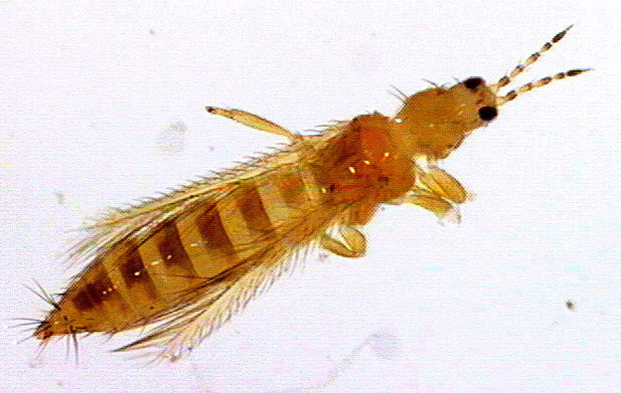 FITOSOFIA: TRIPS (FRANKLINIELLA OCCIDENTALIS)-SEGUNDA PARTE