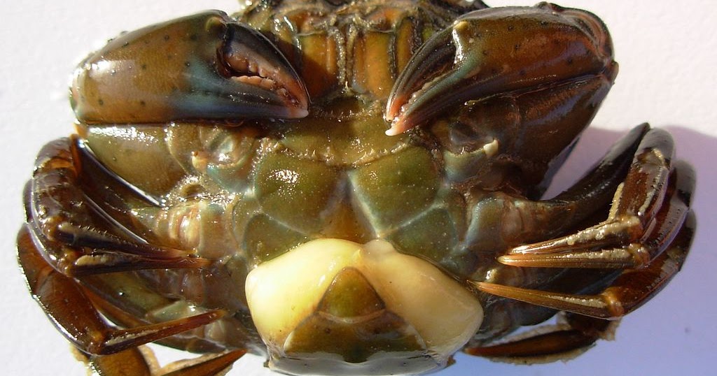 Rah Rah Radula!: Zombie Crabs – Why Can’t We Get Us Some of Those?