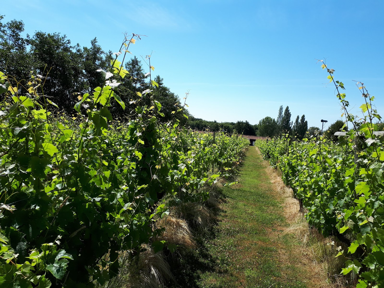 Wine, food and travel with Clare Aimetu: Dedham Vale Vineyard