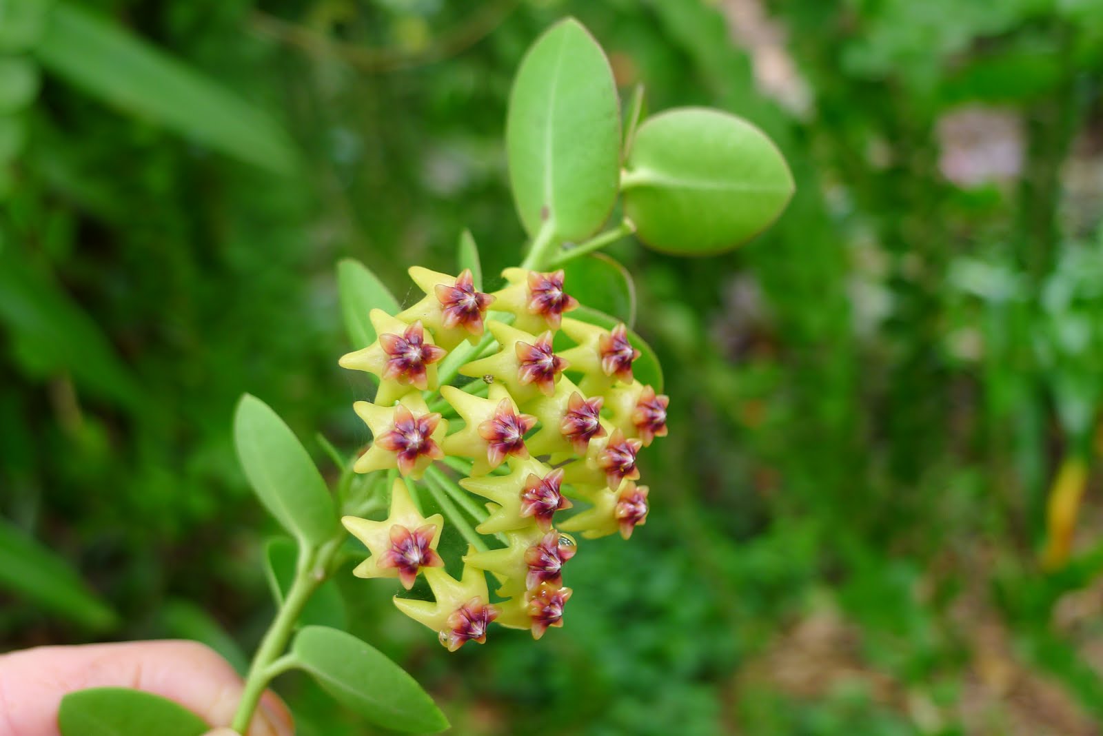 Lavender and Vanilla; Friends of the Gardens: ...and on it goes into ...