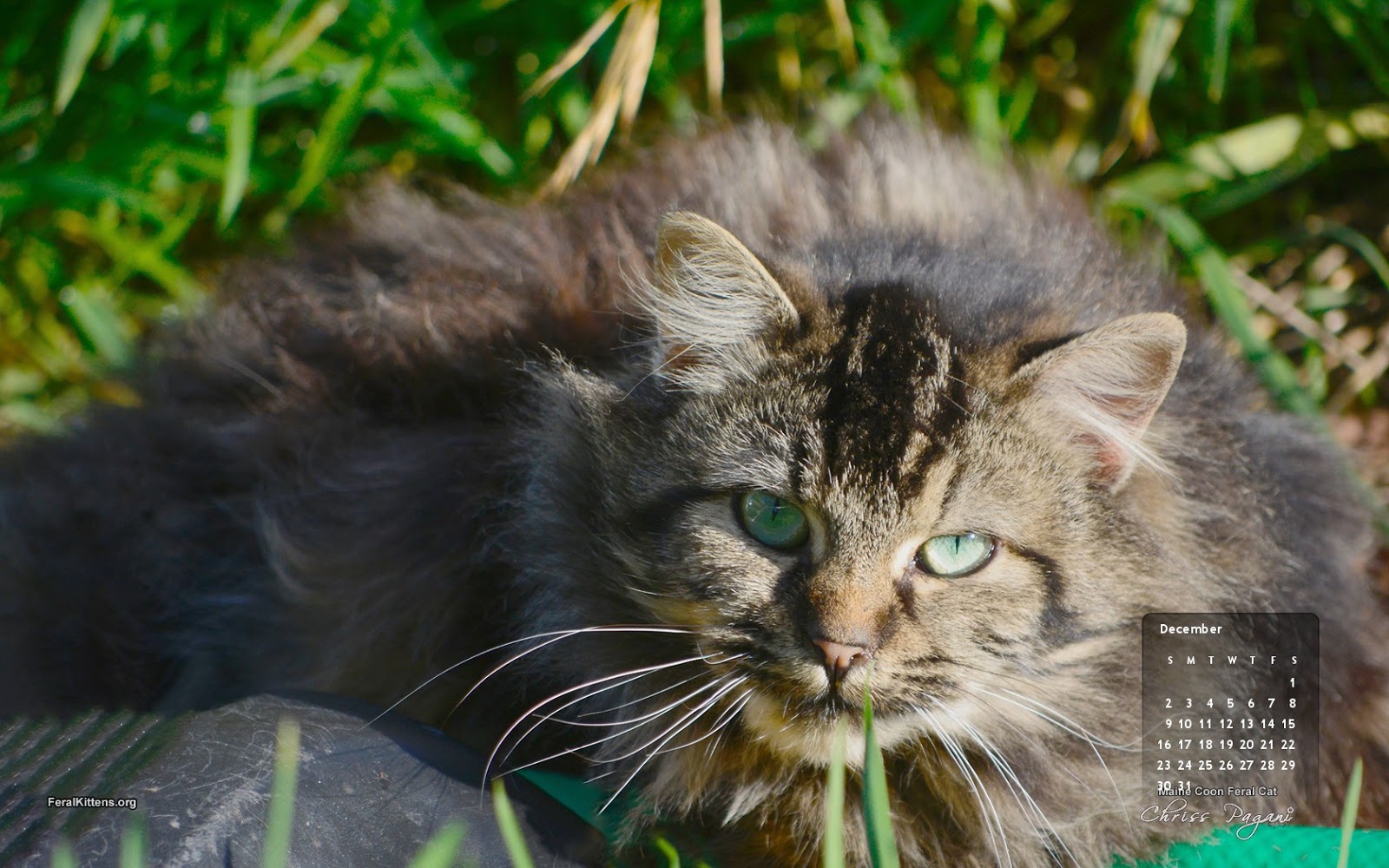 December Cat of the Month #Wallpaper - Maine Coon