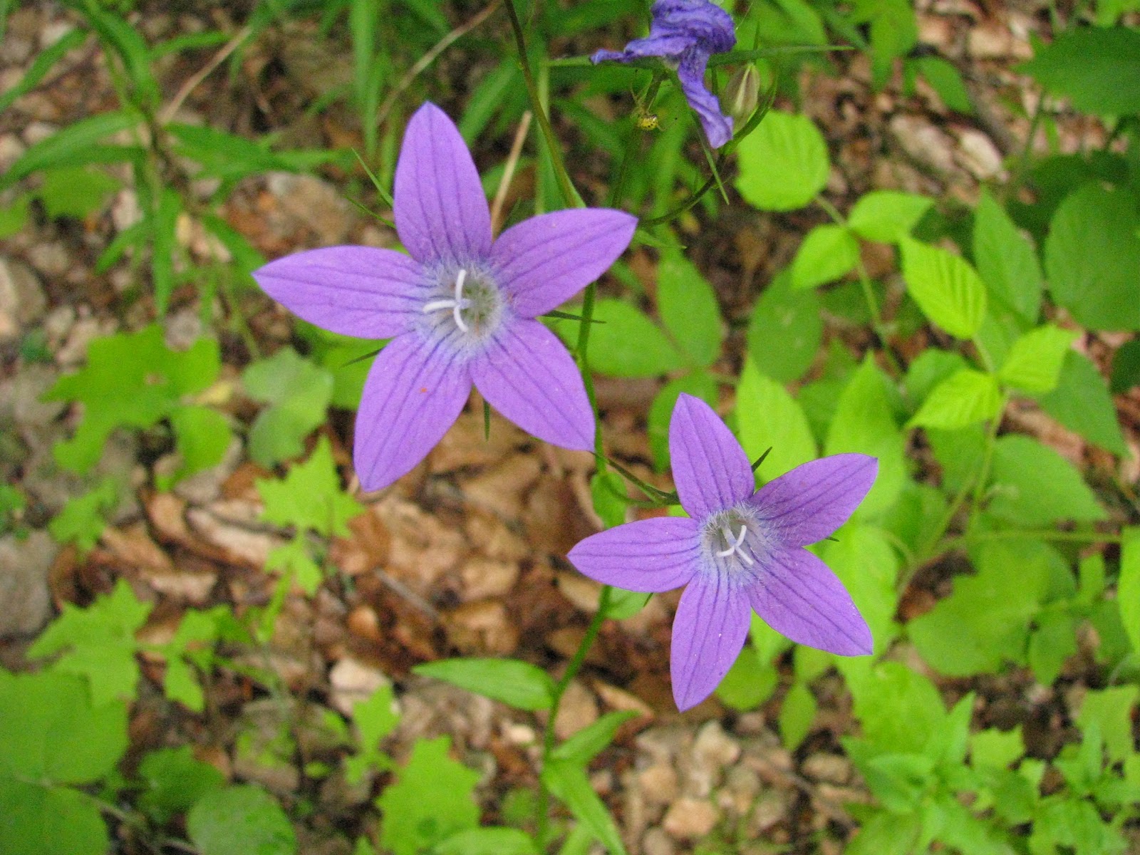COSTI PLATON: Plante de pe Suhard