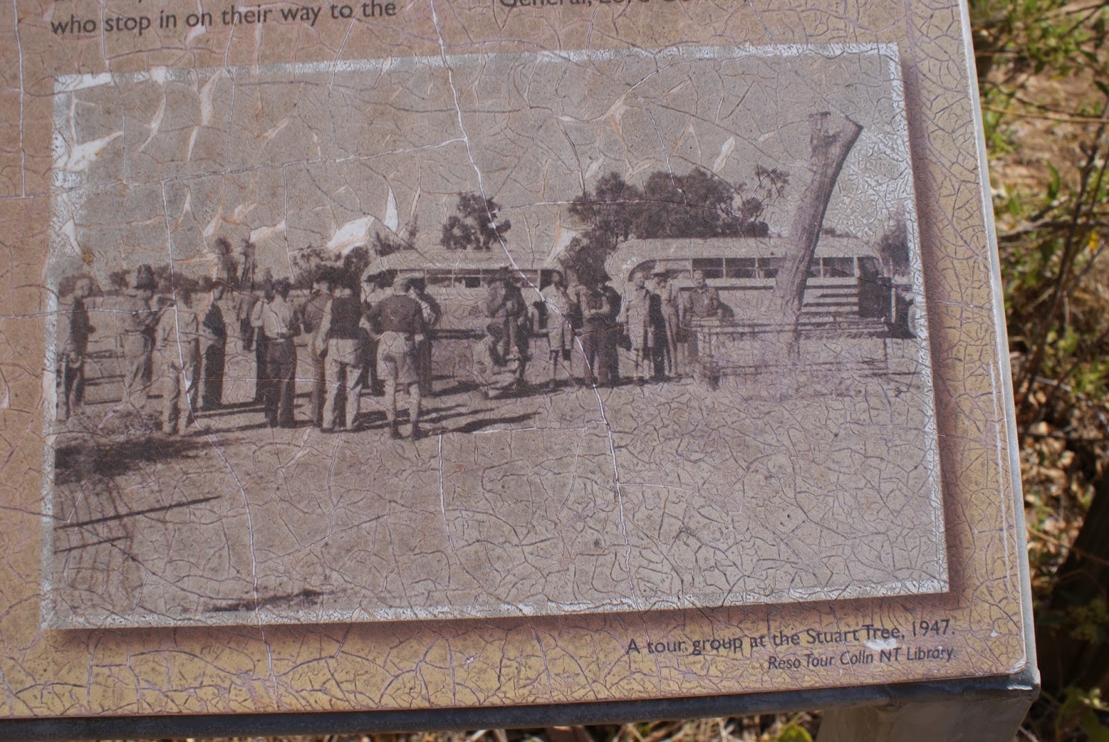 Amelia the explorer: Stuart Tree, near Daly Waters, NT