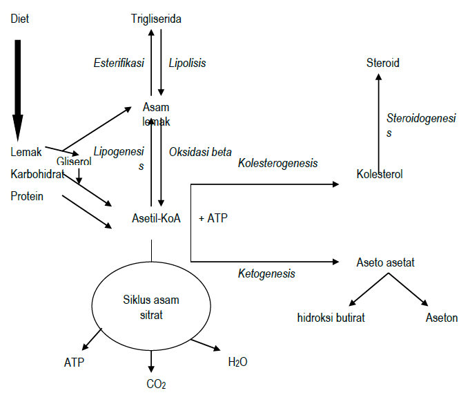 Penjelasan Lengkap Materi Sintesis, Jalur Metabolisme Lemak dan ...