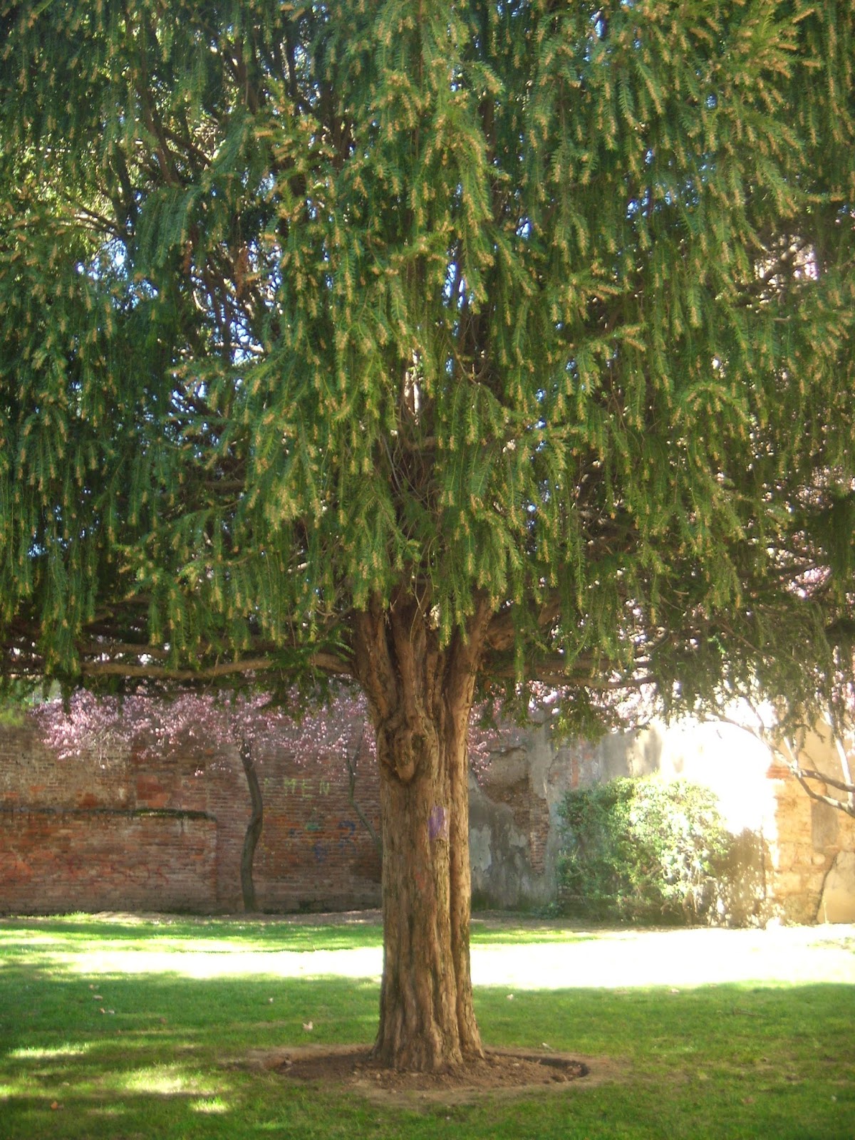 El tejo en la ciudad de León: Tejos en el Jardín del Cid