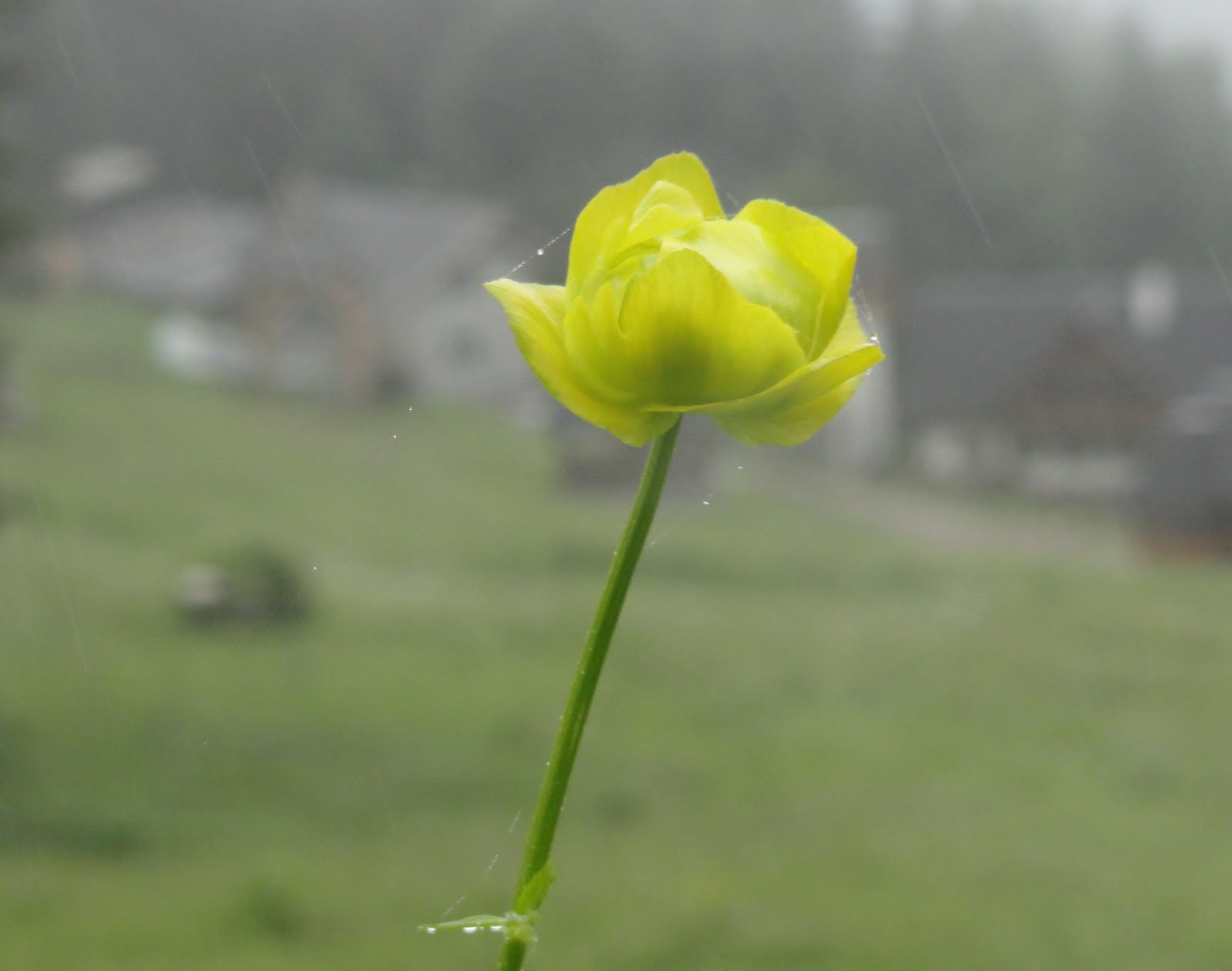 Frumusetile naturii: Bulbuci de munte (Trollius europaeus)