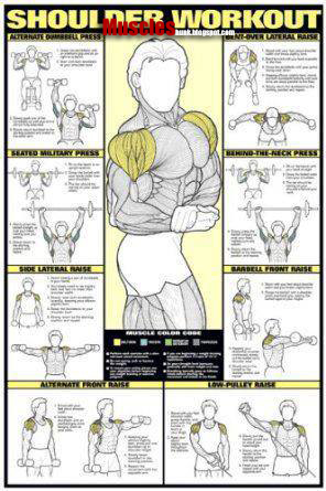 Best Exercise Chart | Bodybuilding and Fitness Zone