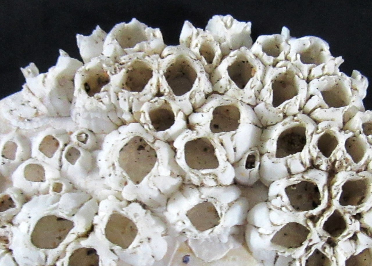 Largo Baywatch: Empty Barnacle Shells