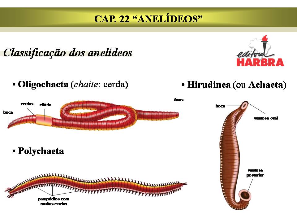 Biolugando: FILO ANELÍDEOS