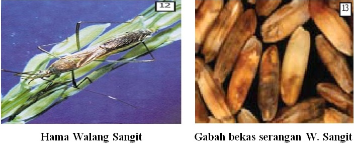 HAMA UTAMA TANAMAN PADI - pemuda tani