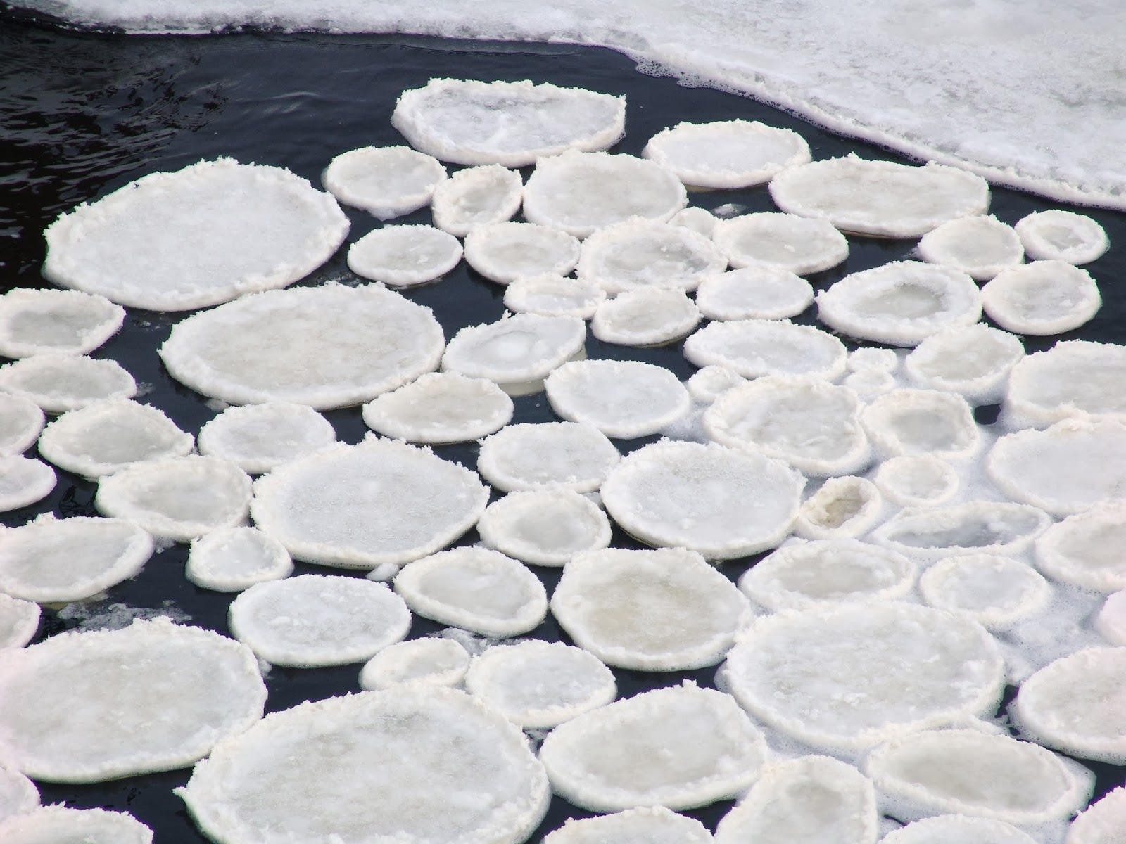 Muskoka Seasons: PANCAKE ICE TUESDAY