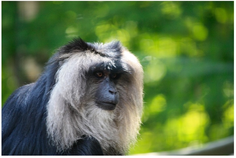 Mishy's Corner of the World: Exploring the Toronto Zoo