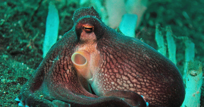 Il Polpo ~ Alieno in Viaggio