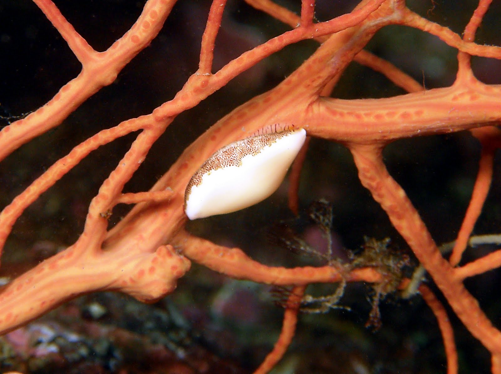 Iluminación Profunda: Neosimnia spelta (Ciprea)