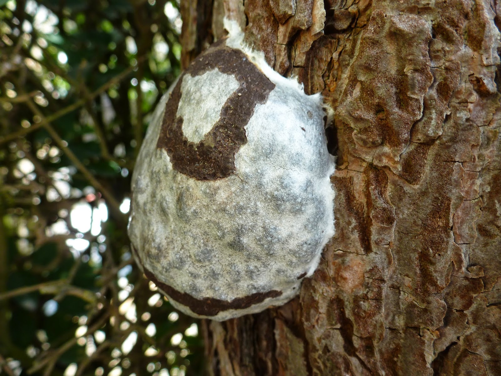 Calderdale Fungi - Halifax Scientific Society - Mycology Section: Life ...