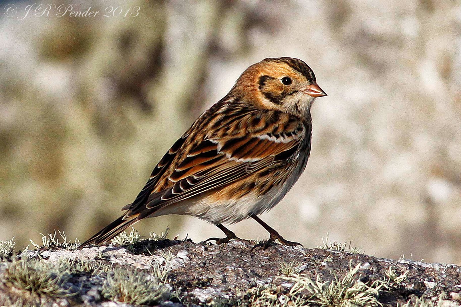 Joe Pender Wildlife Photography: Lapland & Snow Bunting