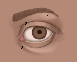 Jeff Searle: Drawing the eye