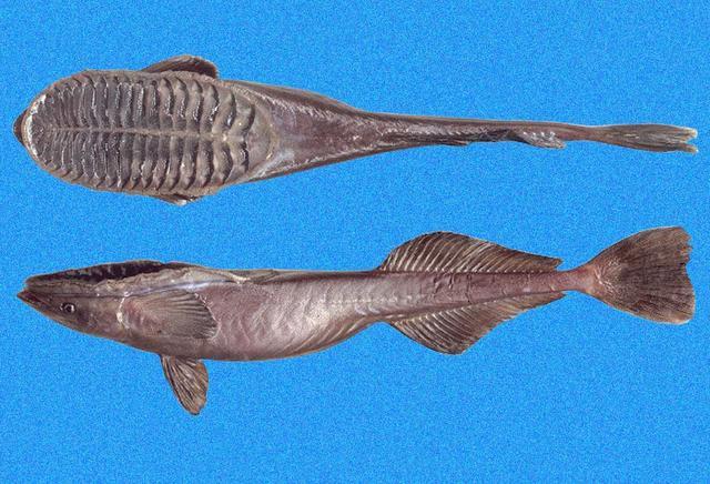 Artes de Pesca: VAMOS A PESCAR RÉMOLA