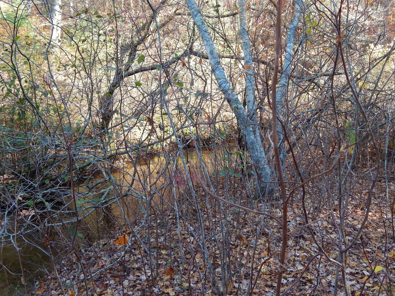 Small Stream Reflections: "Sea-Run brook trout...11-2015 part 1