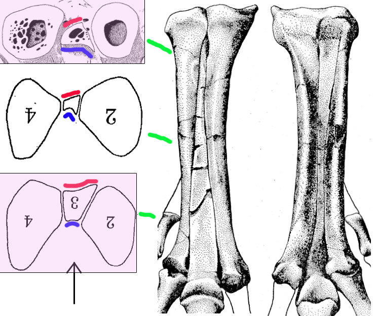 The Theropod Database Blog: Elmisaurus elegans no more? Leptorhynchos
