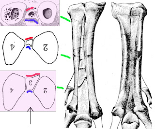 The Theropod Database Blog: Elmisaurus elegans no more? Leptorhynchos