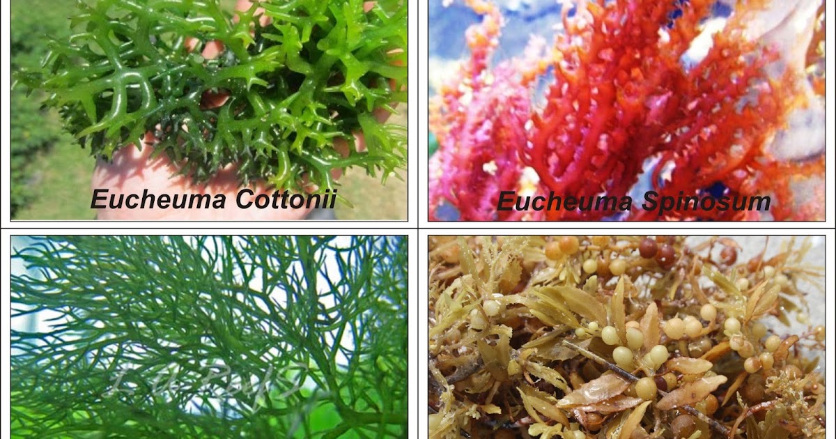 Mengenal Rumput Laut Dan Budidayanya - IKAN DAN LAUT