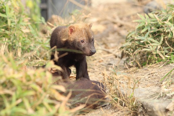 Zoos in Japan: Kyoto City Zoo