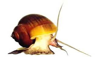 Kuala Nerang: Siput Gondang Emas