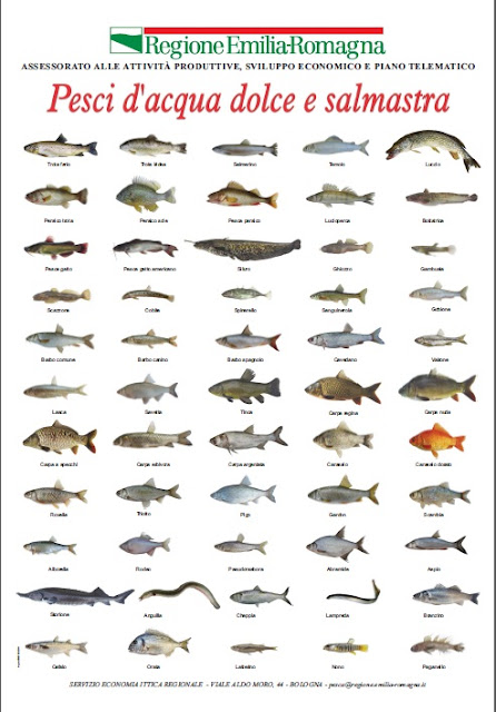 Il Bilancionato: Pesci d'acqua dolce e salmastra