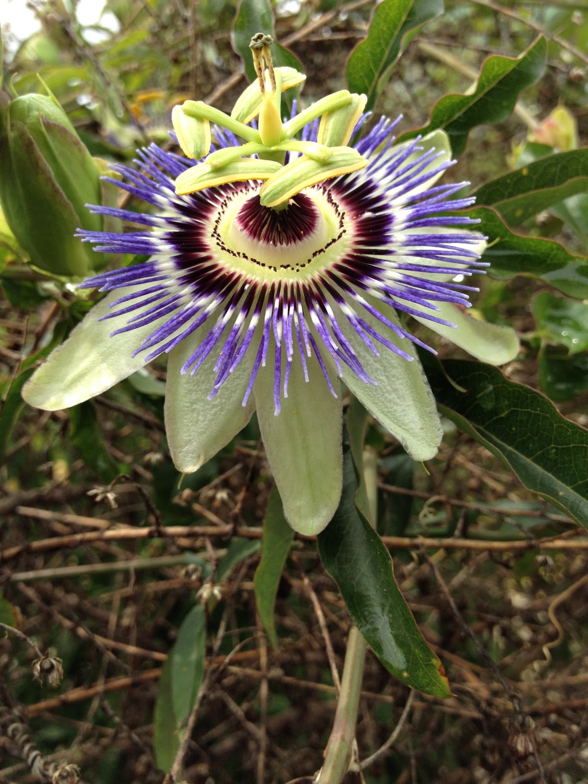 PHILLY TREES: MAYPOP
