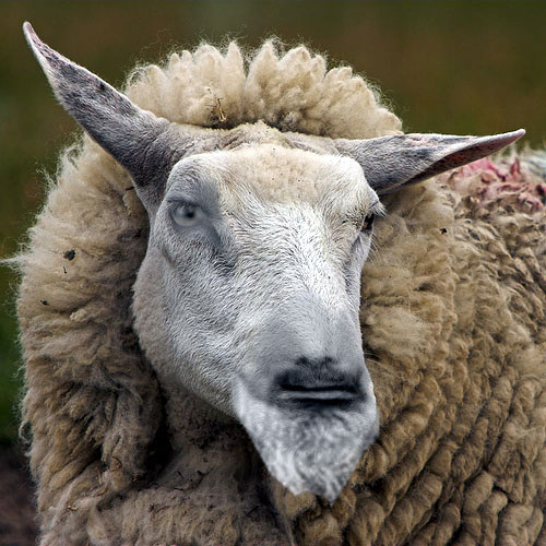 Dizgraceland: You is a female sheep