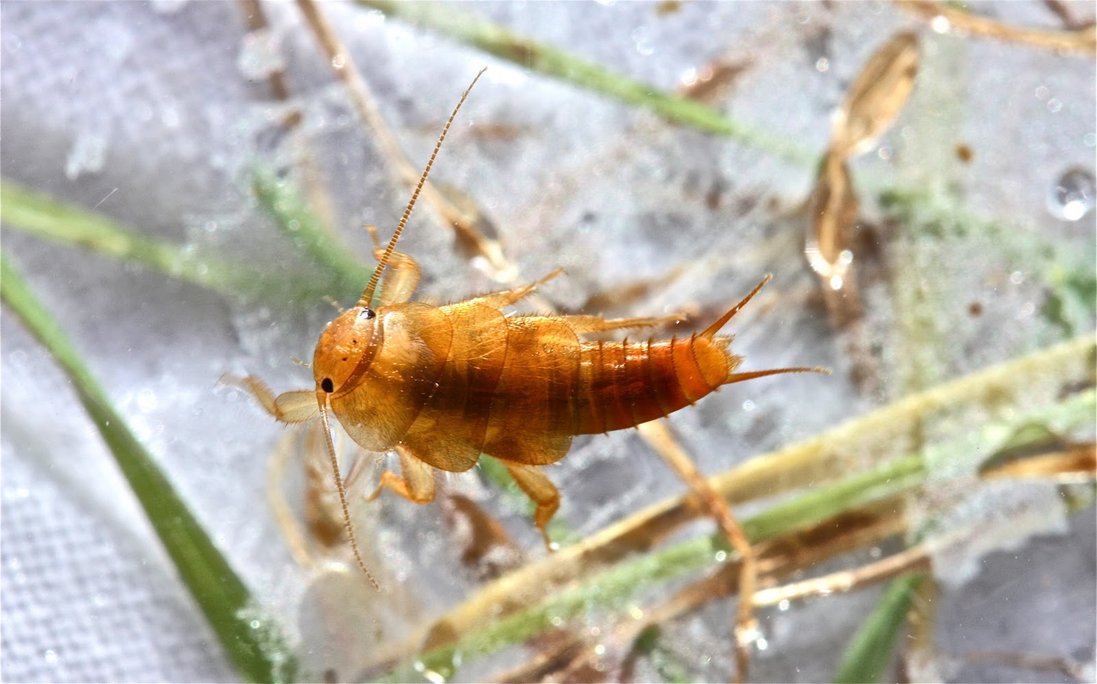 Aquatic Insects of Central Virginia: Stream Report: The Doyles and the ...