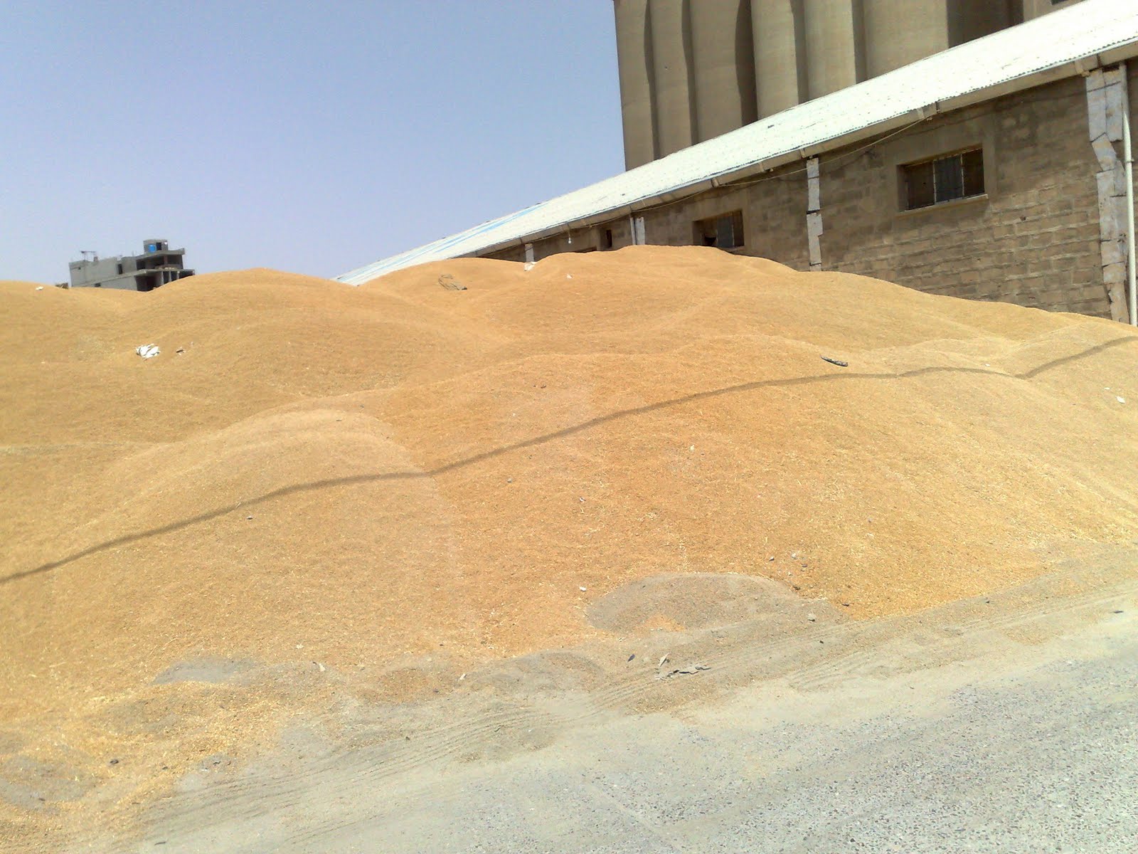 Kurdistan Agriculture: IRAQ AND KRG WHEAT AND BARLEY (2011)
